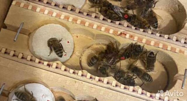 Карника матки плодные