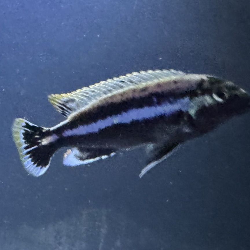 Малавийские цихлиды