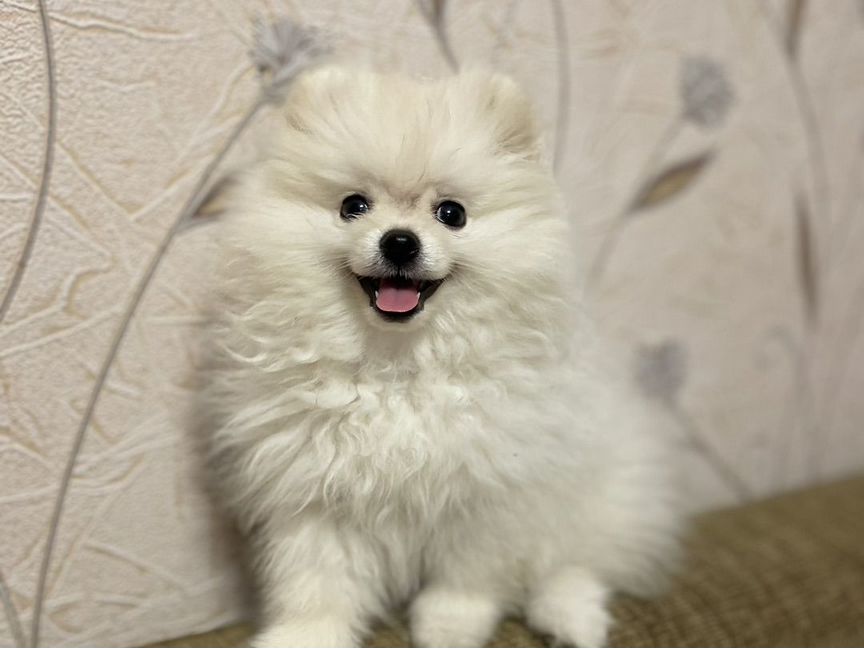 Померанский шпиц медвежьего типа (девочка)