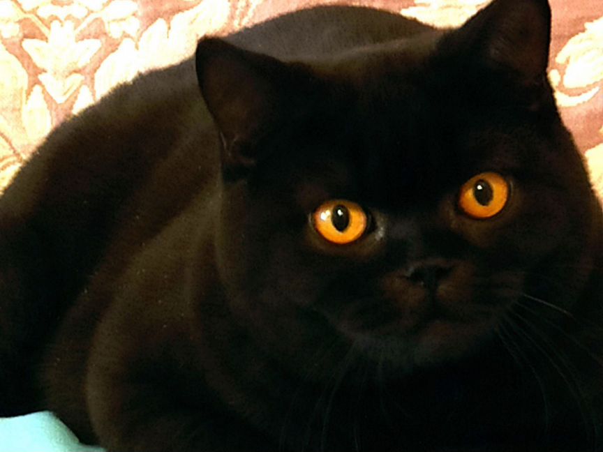 Британские котята черного окраса