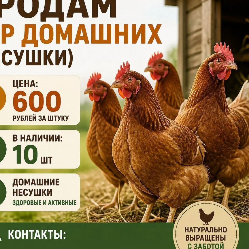 Молодые курочки несушки