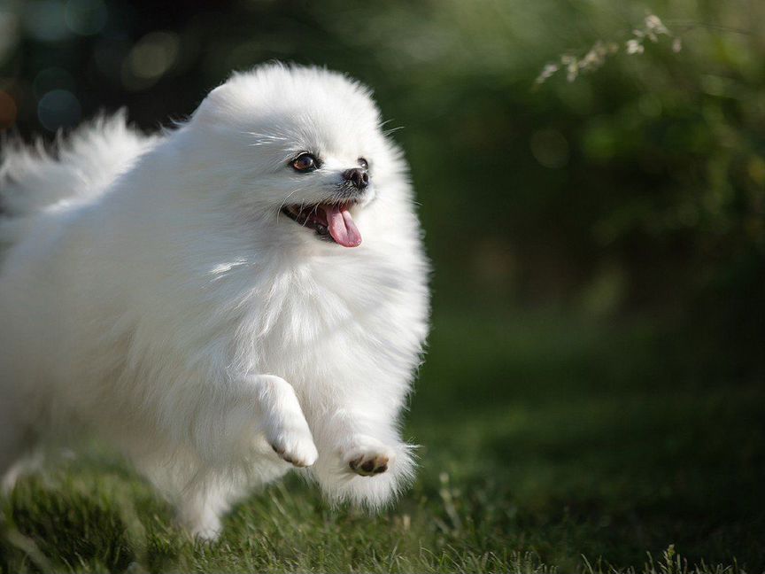 Померанский шпиц вязка