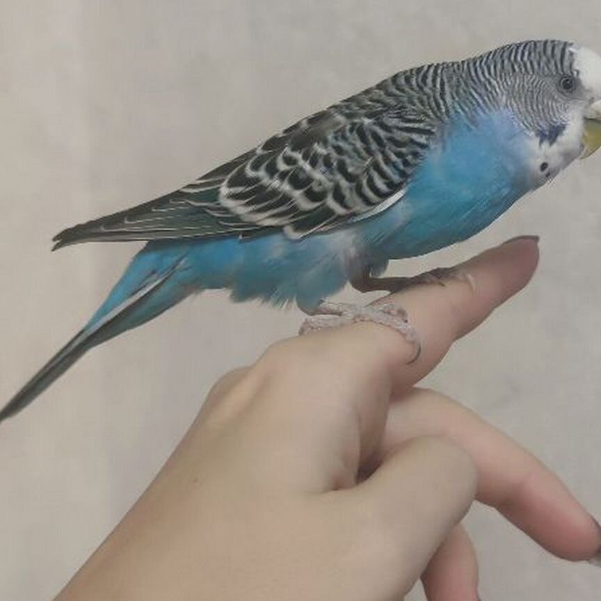 Волнистый попугай