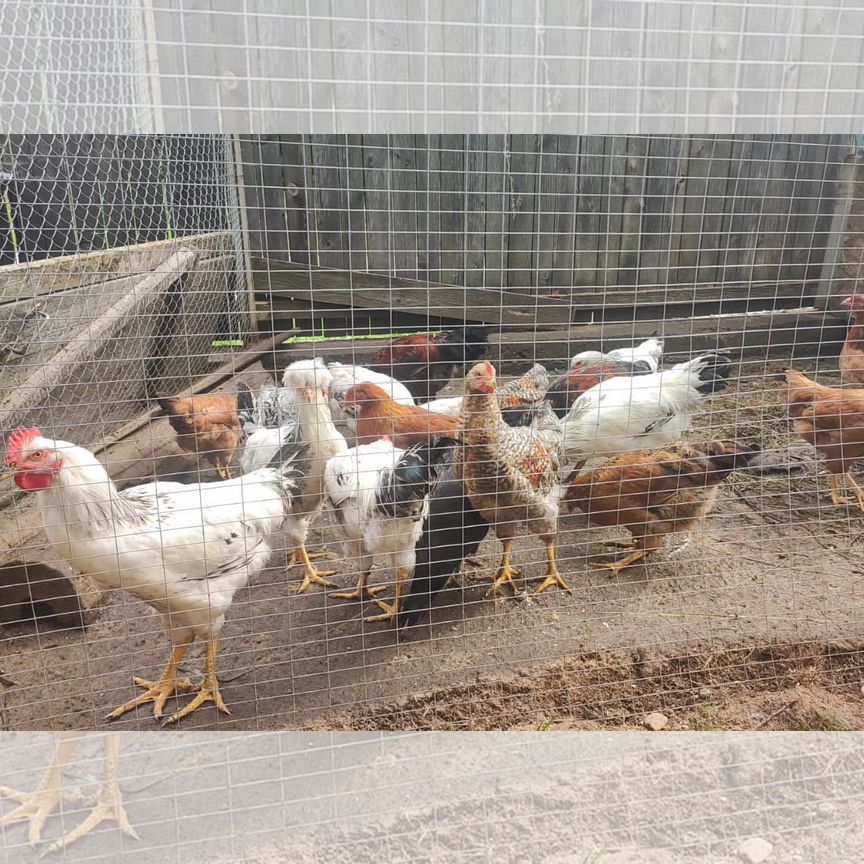 Продажа кур несушек