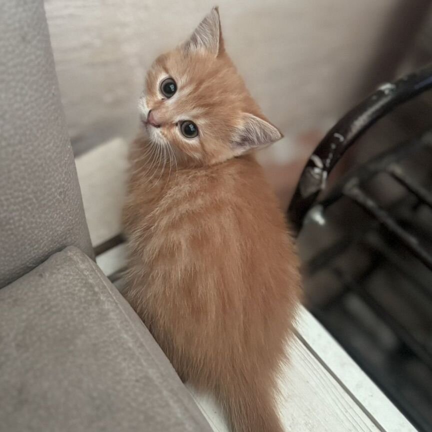 Отдам котят в добрые руки