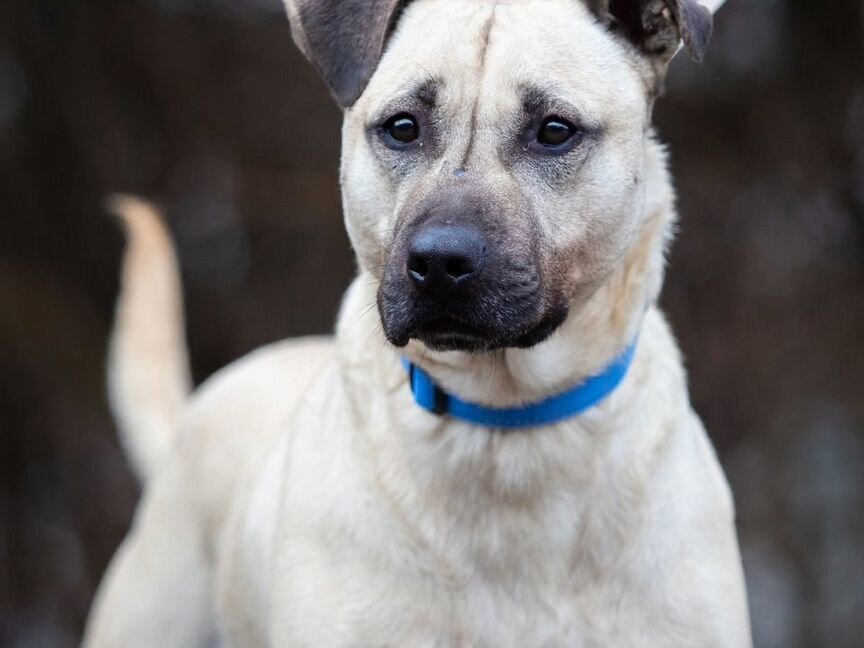 Метис Таха, около 3 лет