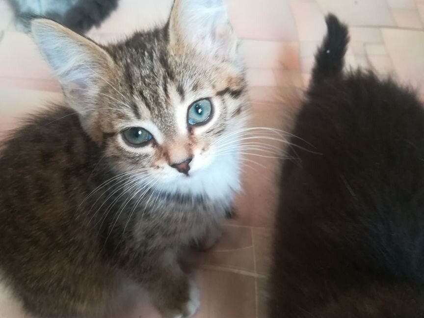 Котята в добрые руки,приучены к лотку, девочки