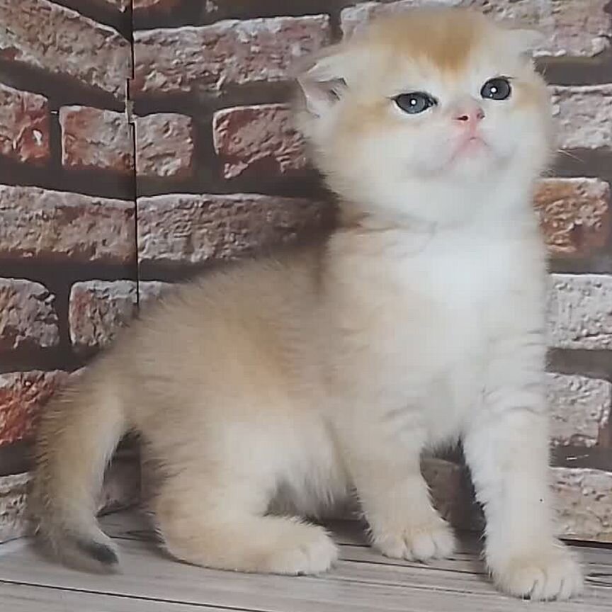 Шотландская