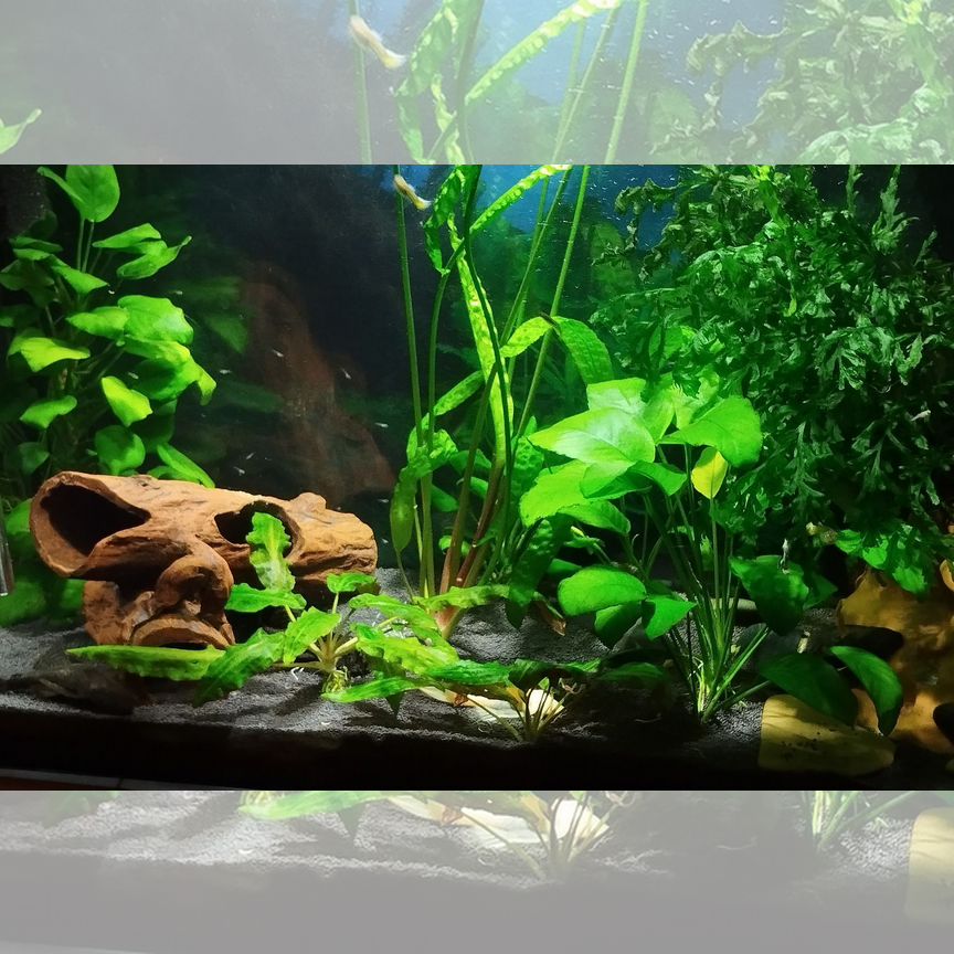 Аквариумные растения