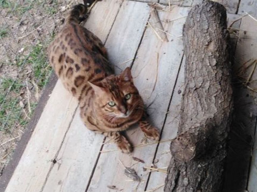 Бенгальские котята
