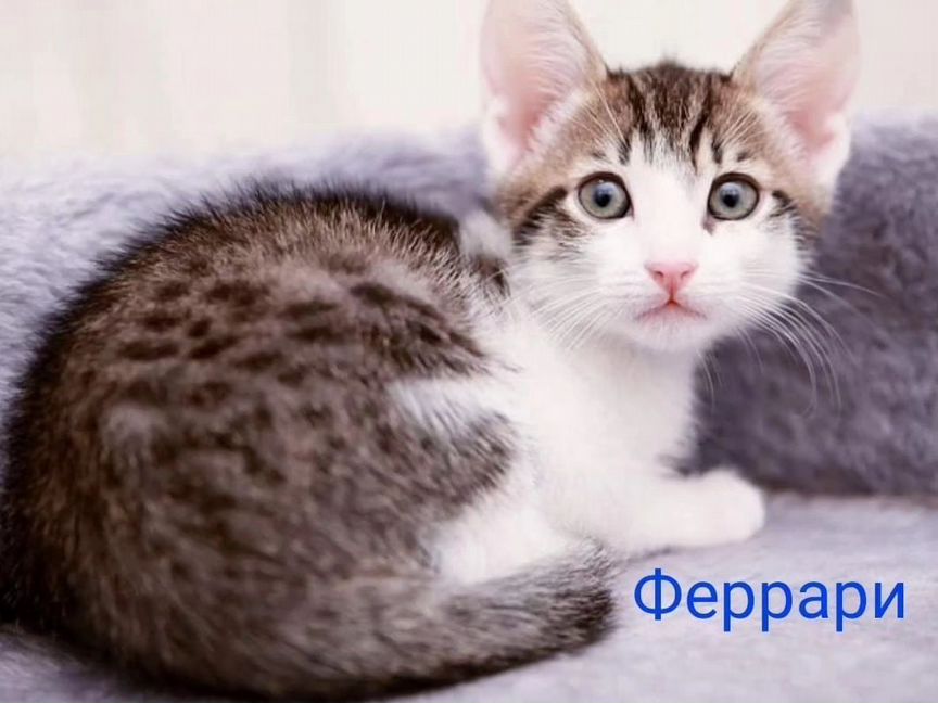 Кошка