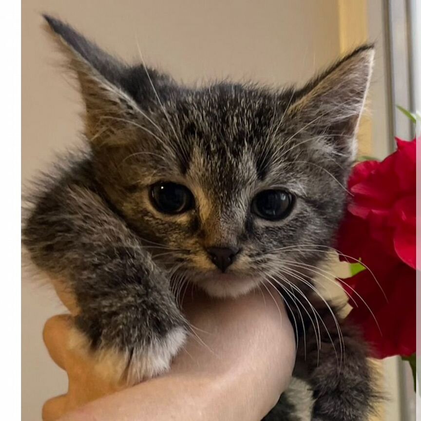 Котёнок в добрые руки