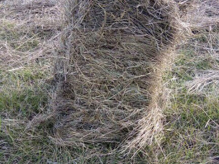 Сено степное прессованное тюки квадратные