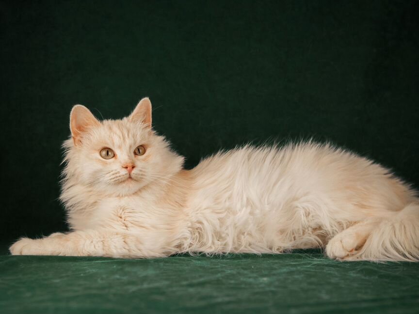 Пушинка кошечка