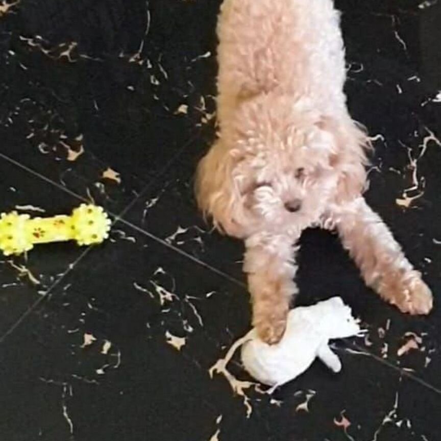 Той мини девчонка