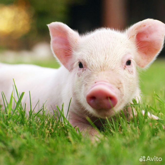 Продаю свиней