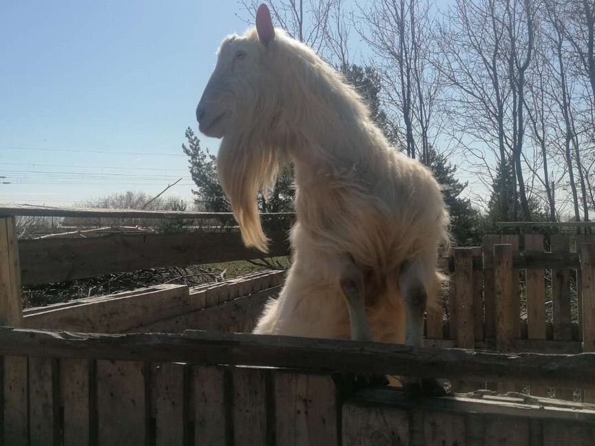 Утки бегунки, Поросята, козы