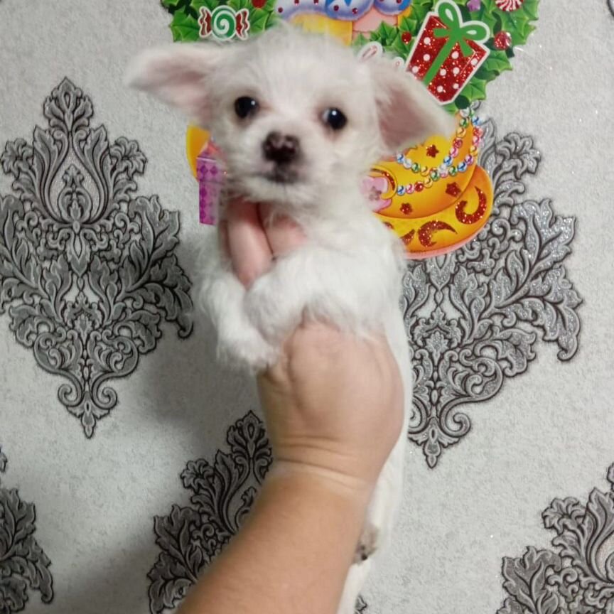 Продам щенят