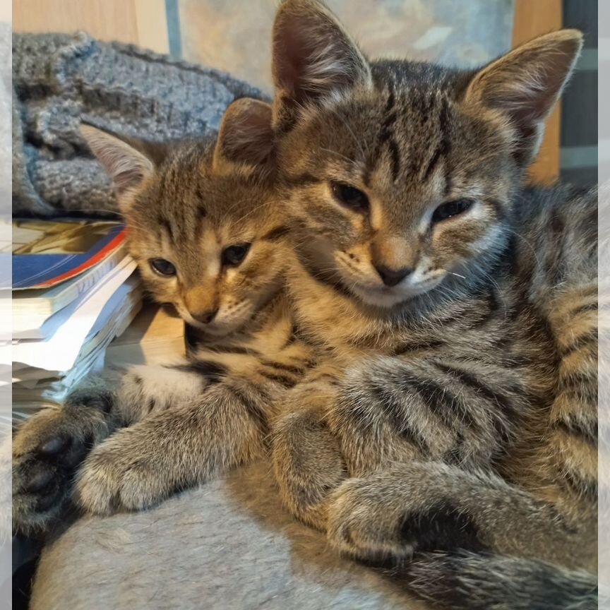 Котята