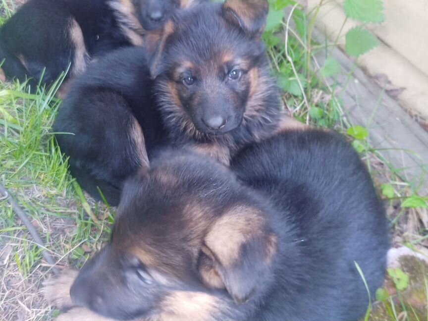 Немецкая овчарка