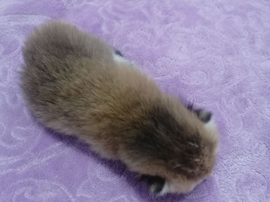 Золотая шиншила