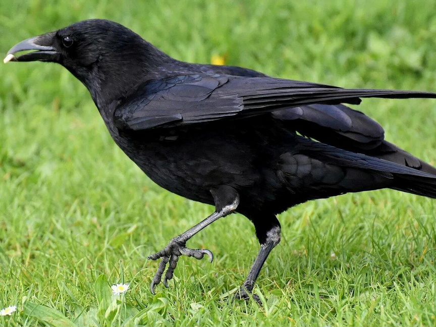 Ворон птица