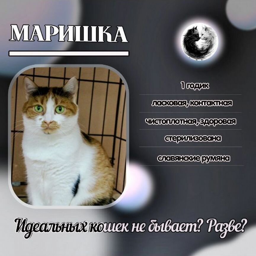 Кошка Маришка ищет дом