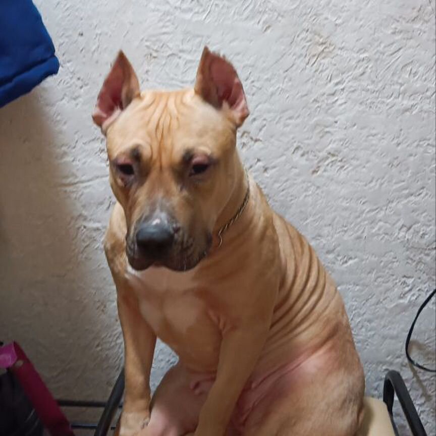 Сука стафорд отдам с отслеживанием судьбы