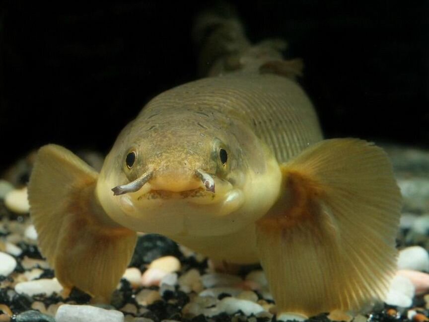 Полиптерус сенегальский (Polypterus senegalus)