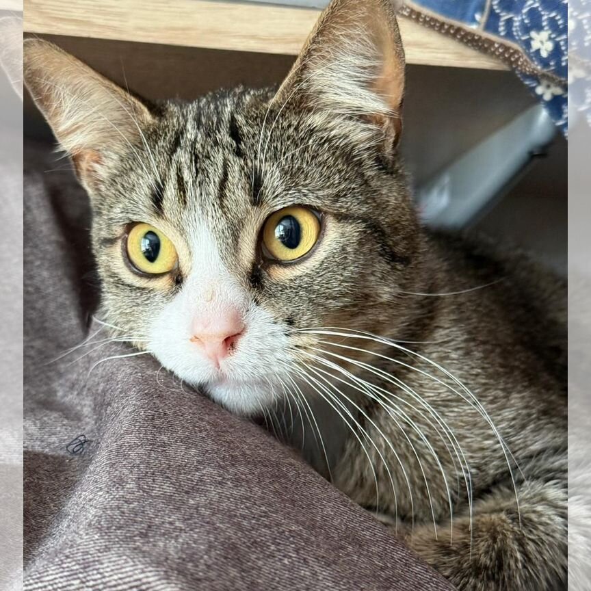 Кошка
