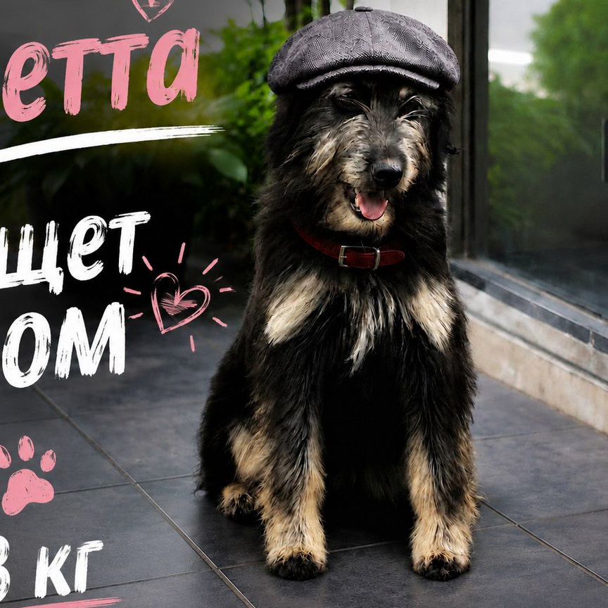 Цвергшнауцер, взрослая собака