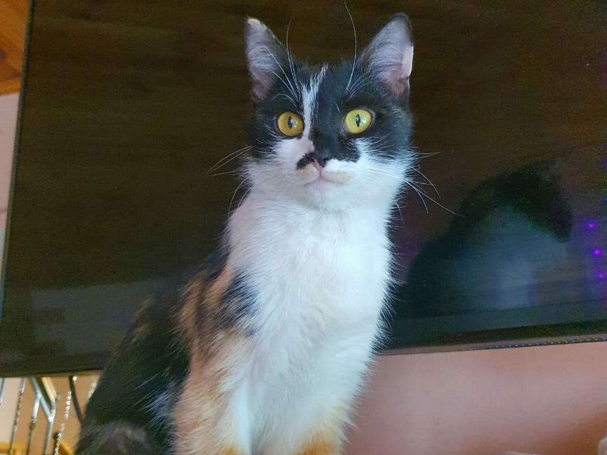 Кошка в дар