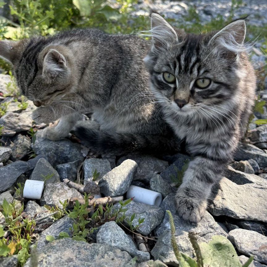 Котята в добрые руки