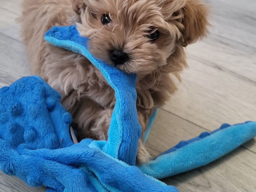 Мальтипу f1 шикарный курносик mini