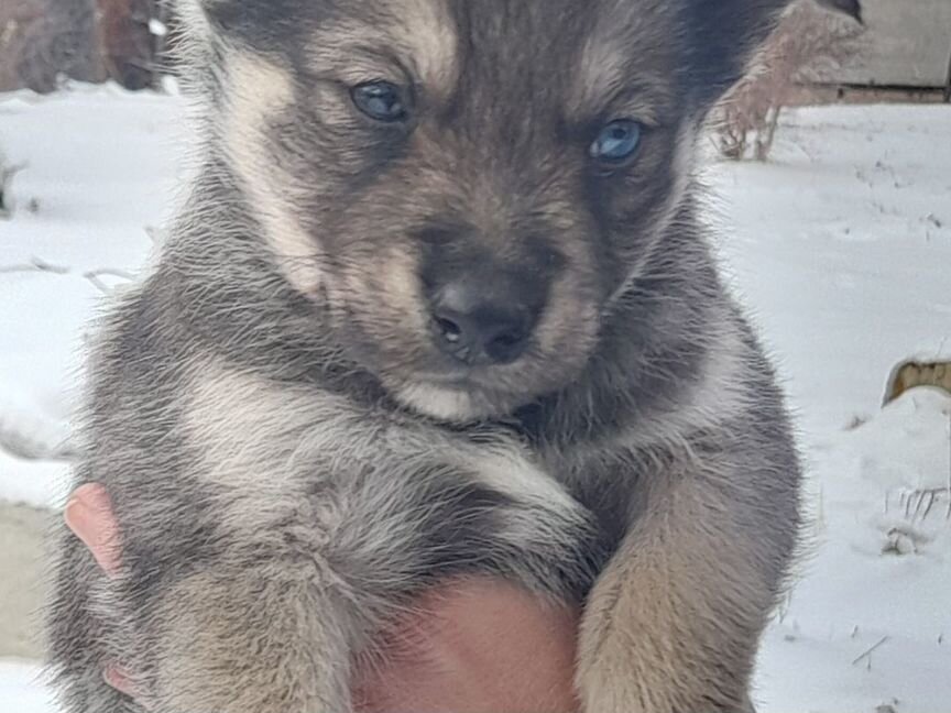 Щенок в добрые руки бесплатно хаски