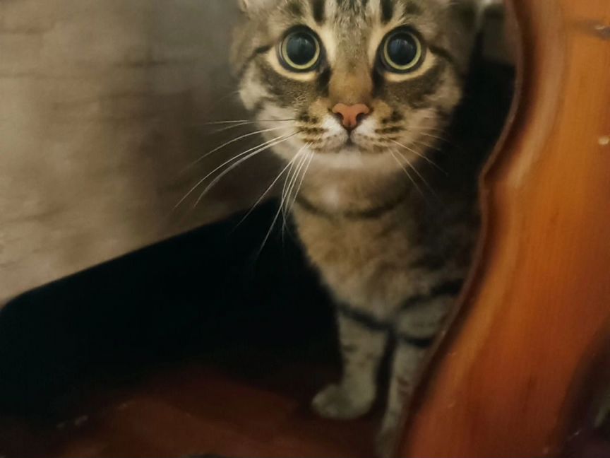 Кот кастрированный 3 года