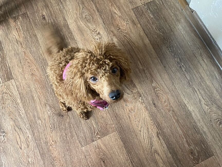 Пудель малый ред braun