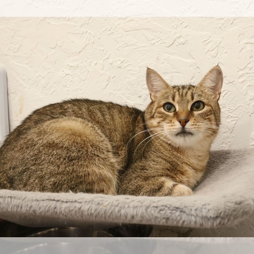 Взрослая кошка в добрые руки