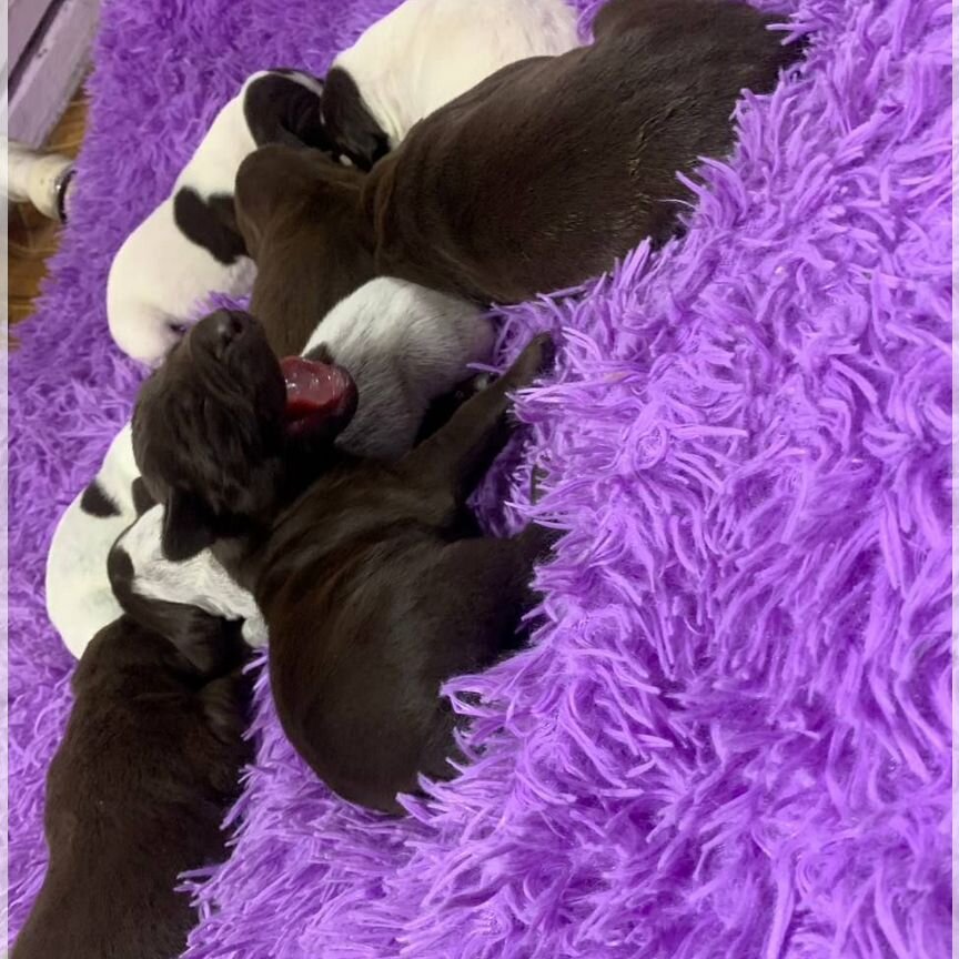 Курцхаар, щенок