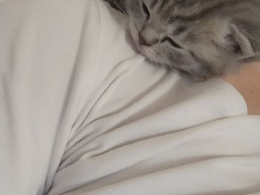 Кошечка