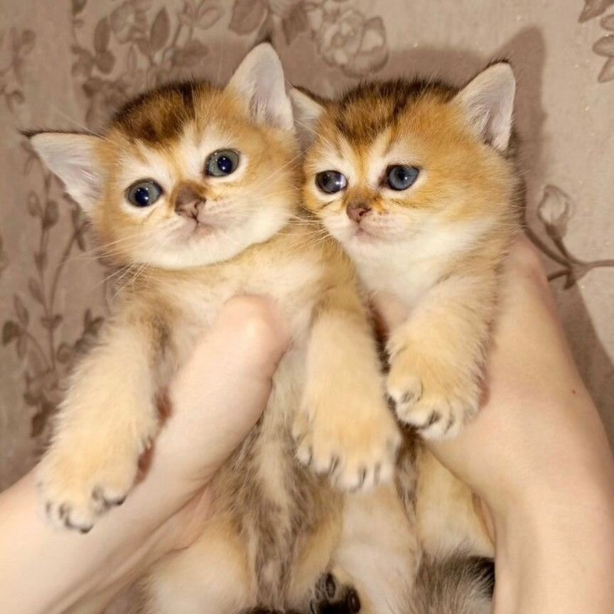 Шотландские котомалыши золотая шиншилла