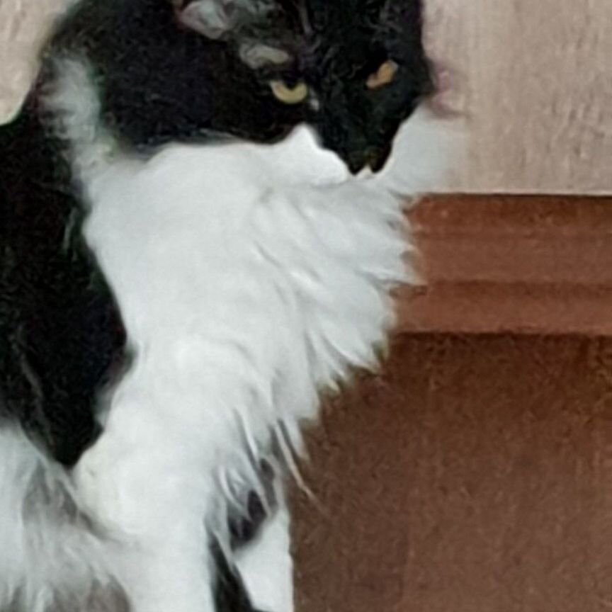 Котёнок мальчик 5 месяцев