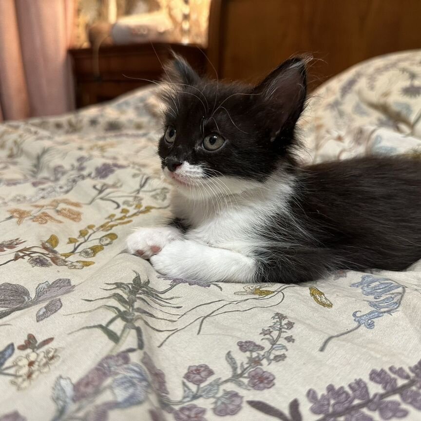 Котенок Кроша