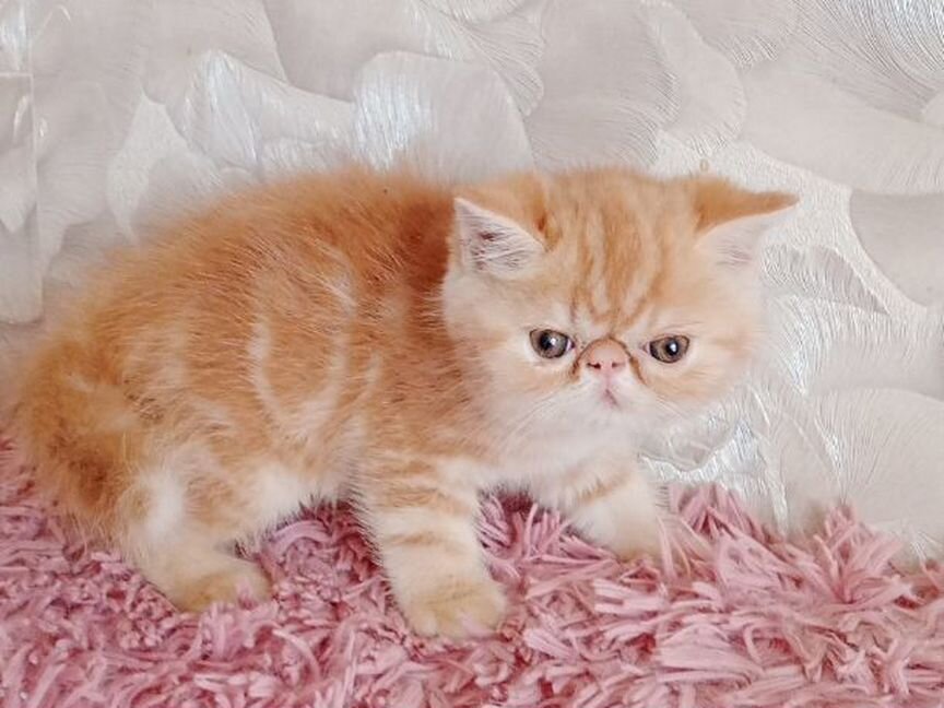 Котёнок экзот