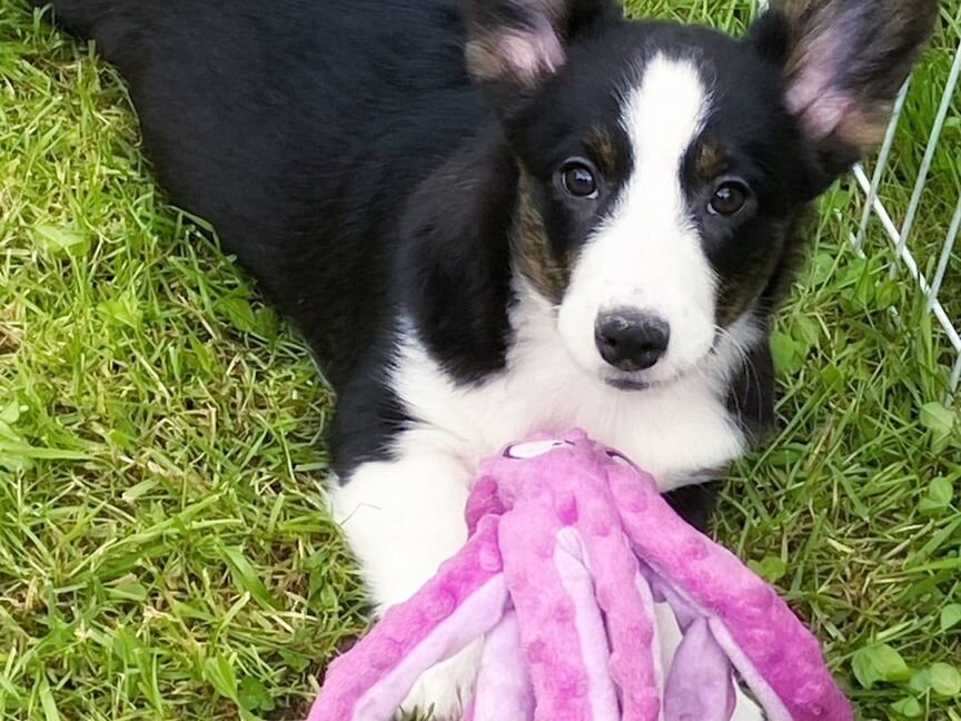 Верка Шикарная девочка (доставка)