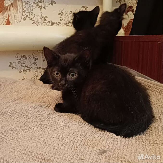 Котятки в добрые руки черныши