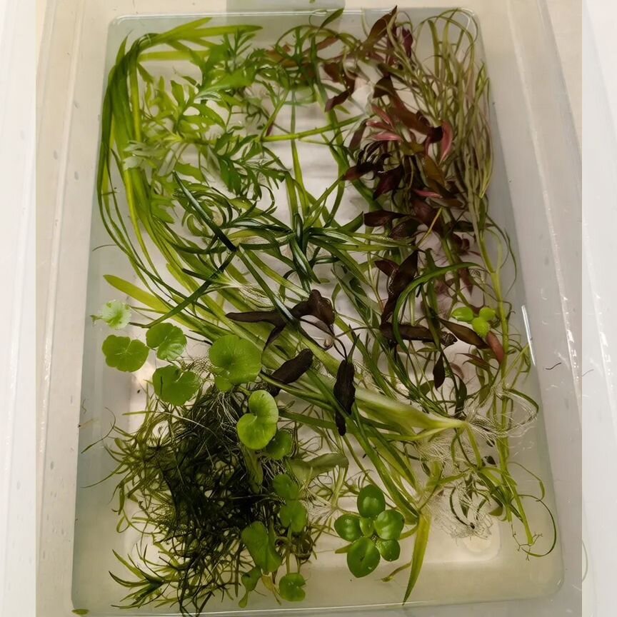 Аквариумные растения