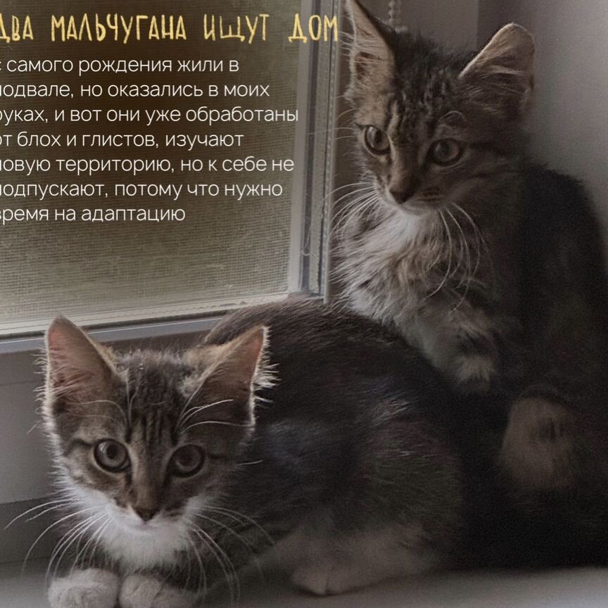 Котята мальчики в добрые руки
