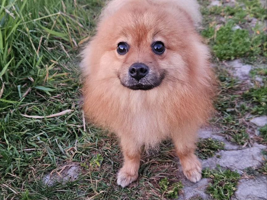 Померанский шпиц