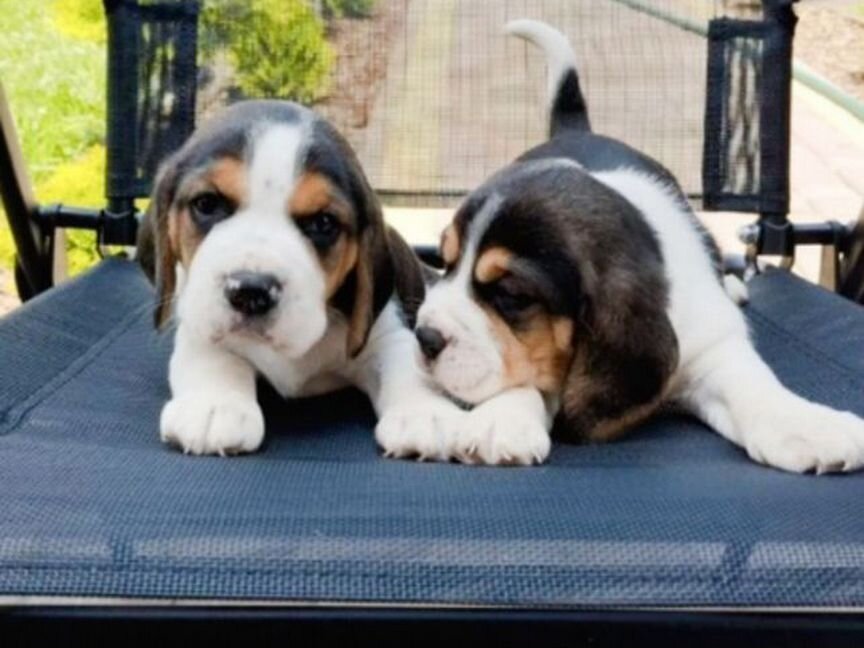 Щенки Бигль,2 месяца,1150